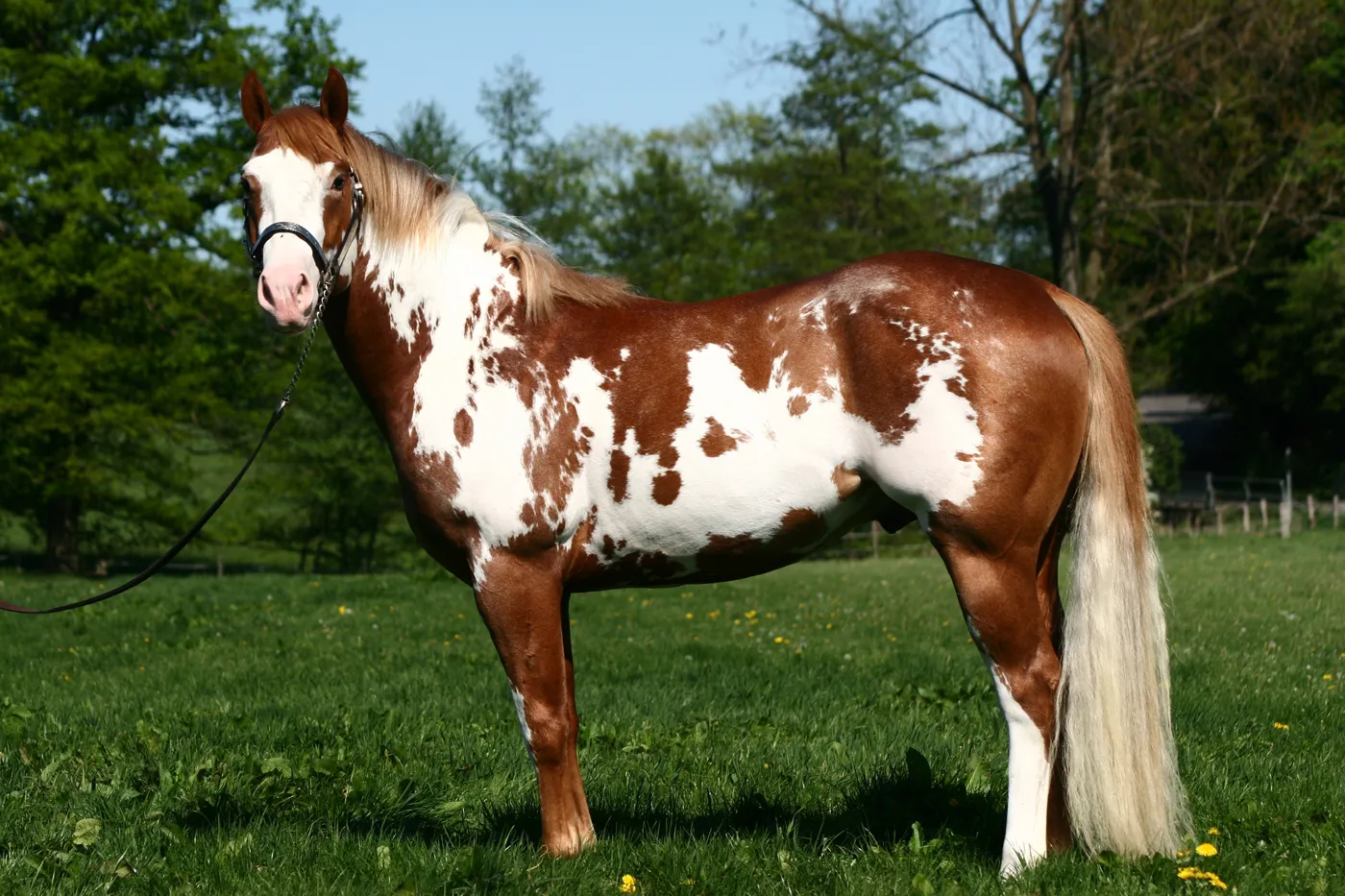American Paint Horse - All About Horses