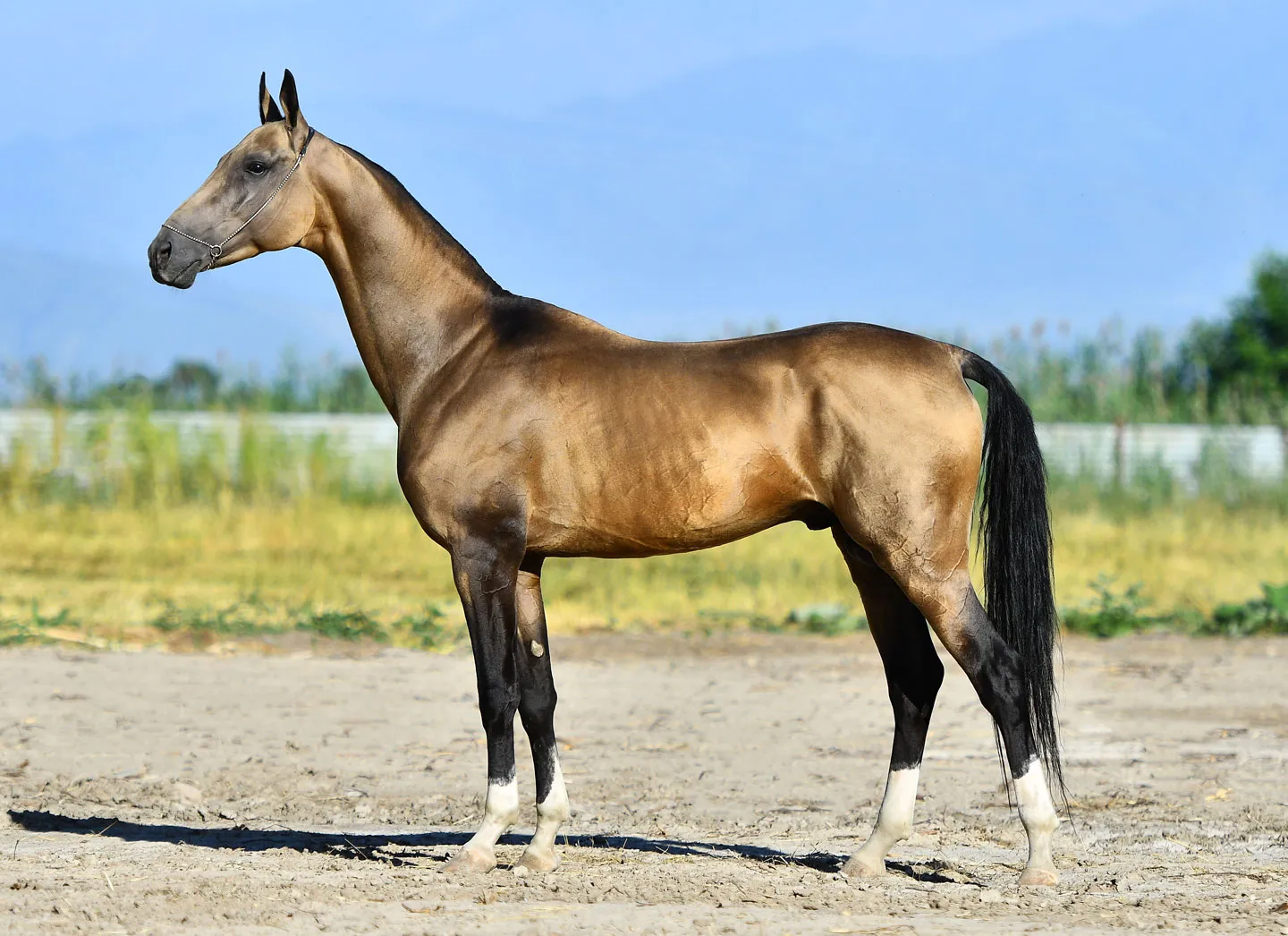 Akhal-Teke Horse - All About Horses